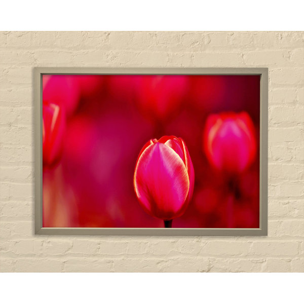 Ebern Designs Rosa Tulpe abstrakt - Einzelner Bilderrahmen Kunstdrucke auf Leinwand | Wayfair.de